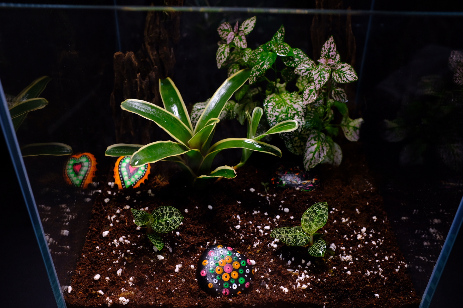 Our little terrarium project - Houseplant Homeschool