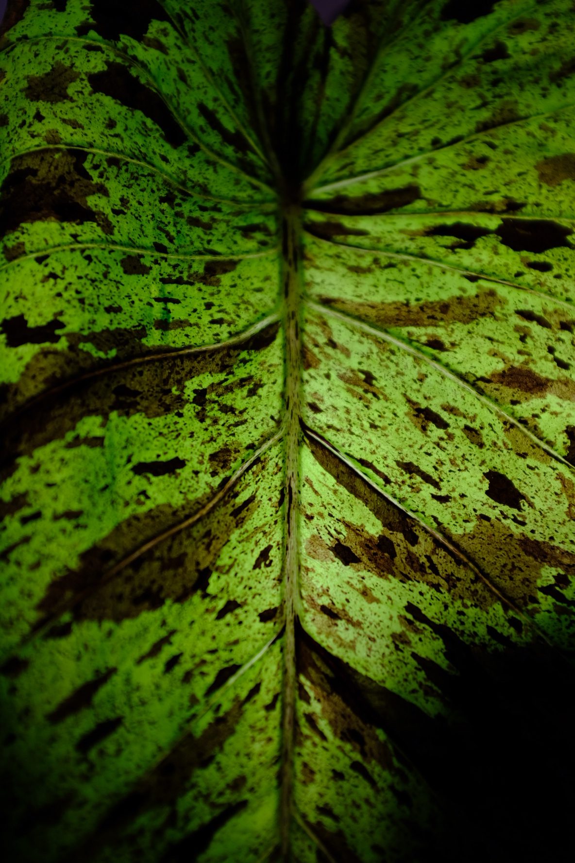 Colocasia Esculenta ‘Mojito’ - Houseplant Homeschool