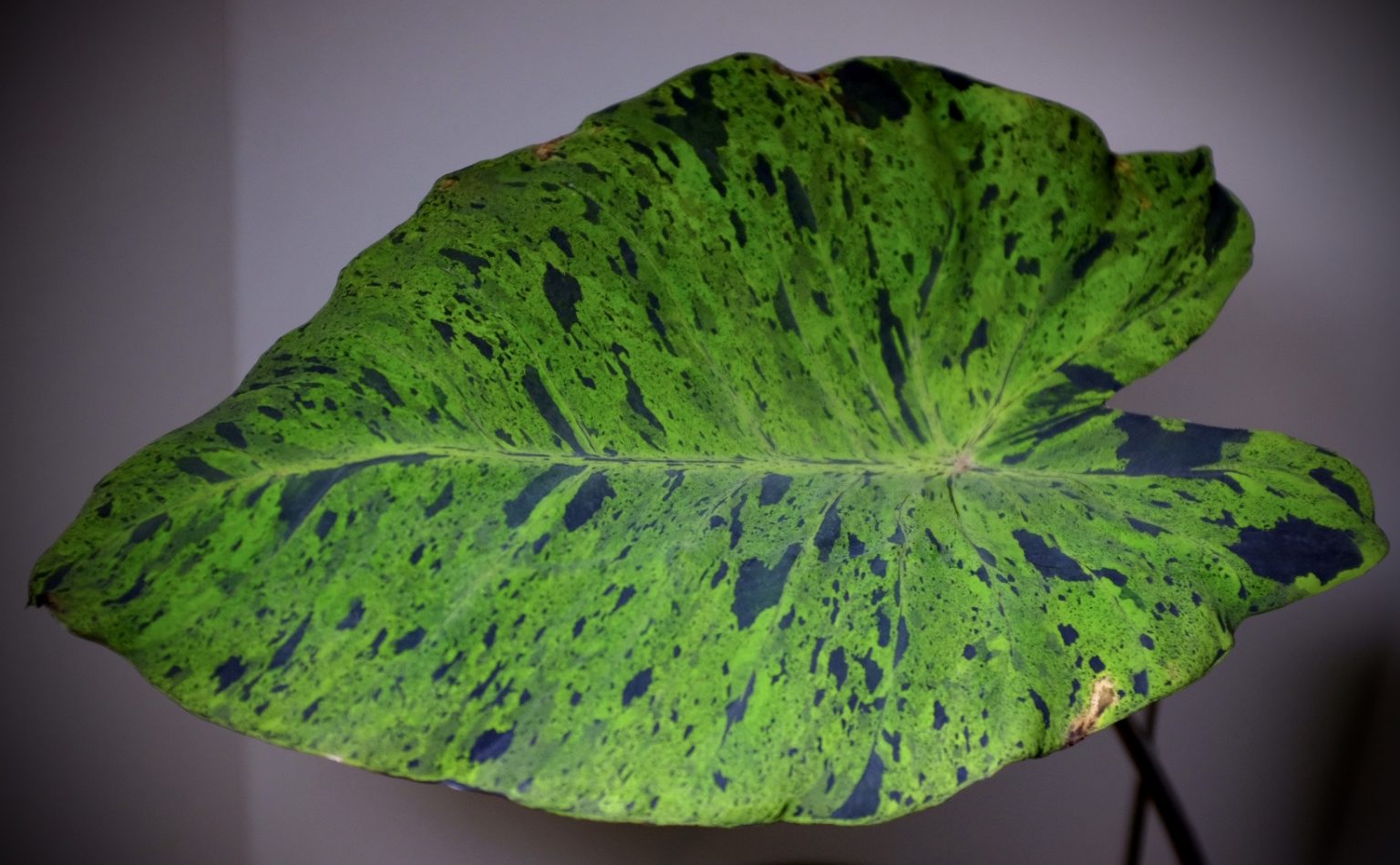 Colocasia Esculenta ‘Mojito’ - Houseplant Homeschool