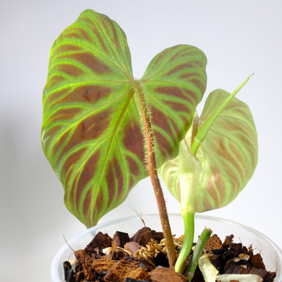 Philodendron verrucosum esmeraldas - Houseplant Homeschool