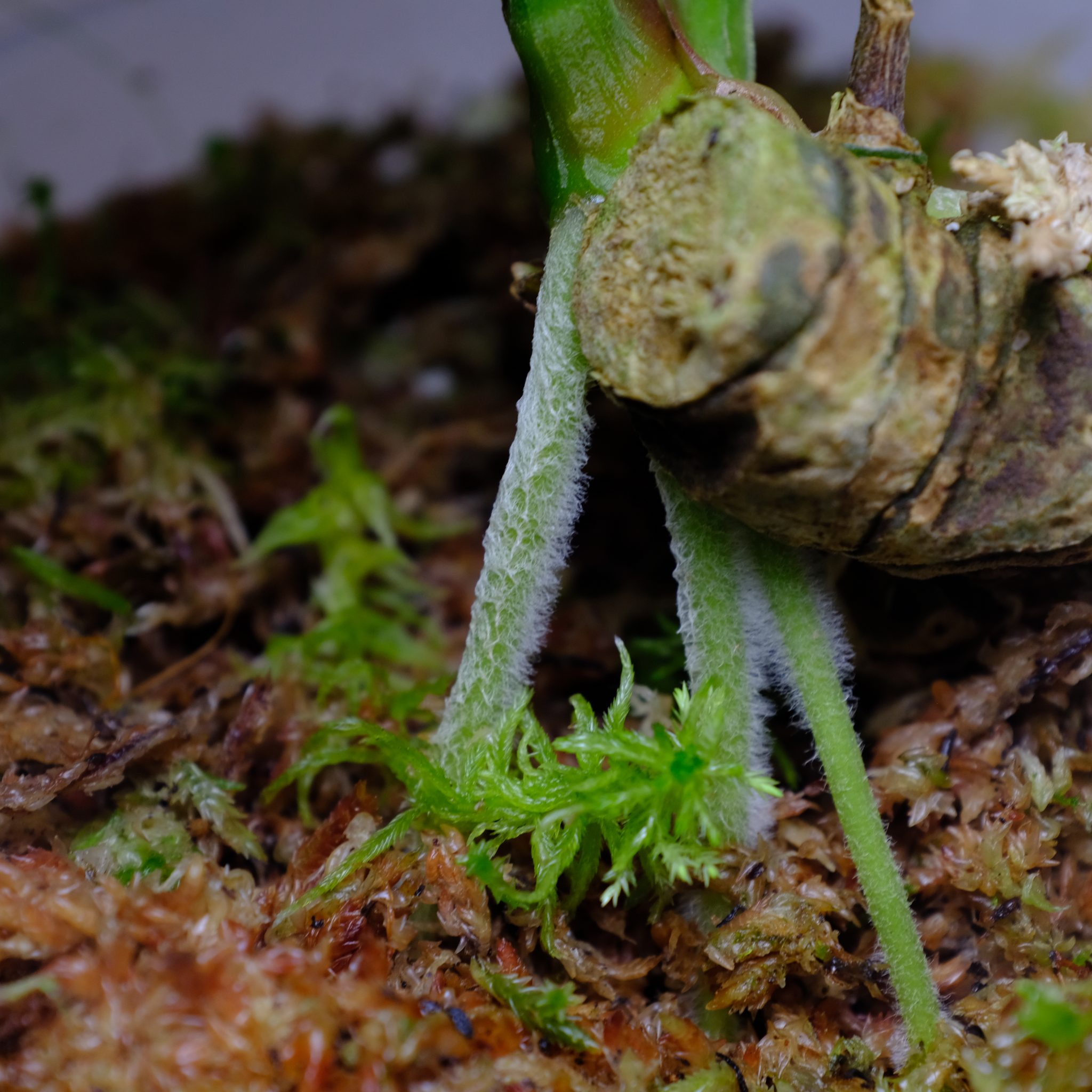 Roots wonderful roots. Anatomy - Houseplant Homeschool
