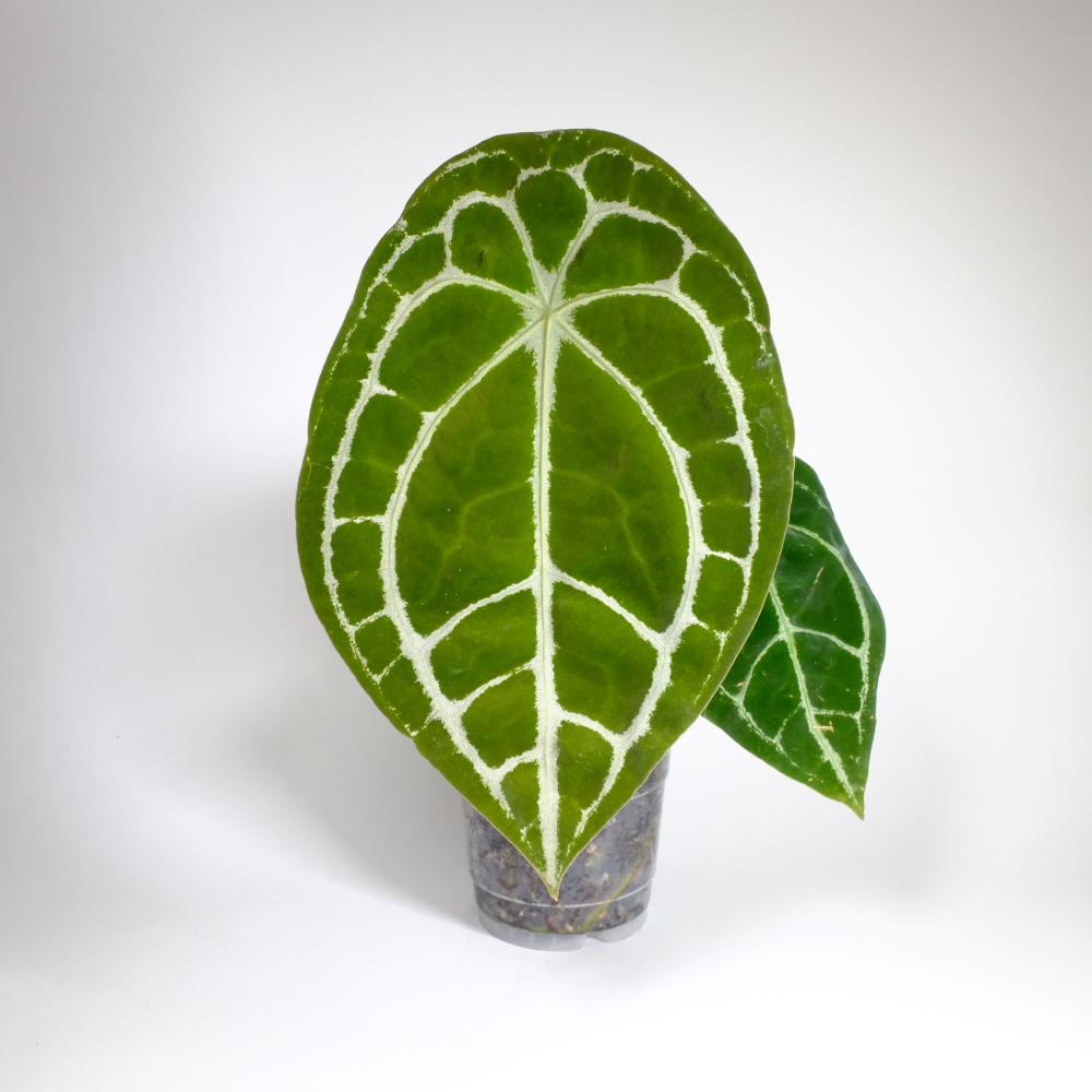 Anthurium forgetii silver - Houseplant Homeschool
